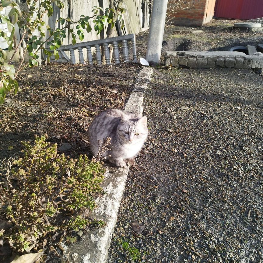 Домашние животные кошки