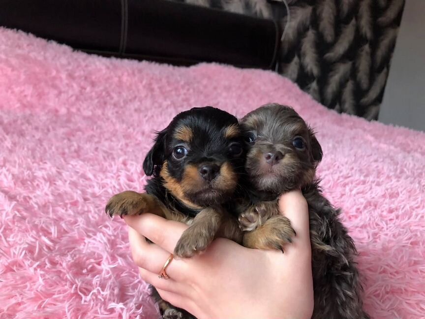 Чихуахуашечки