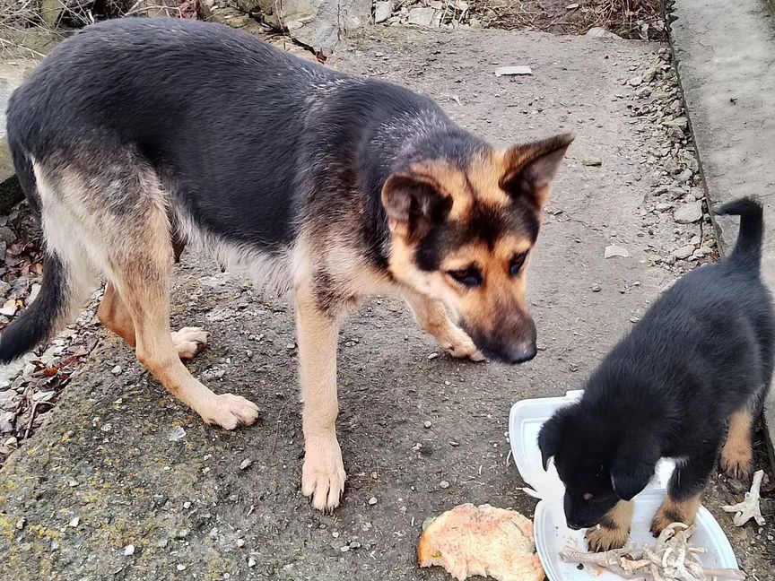 Собака в добрые руки