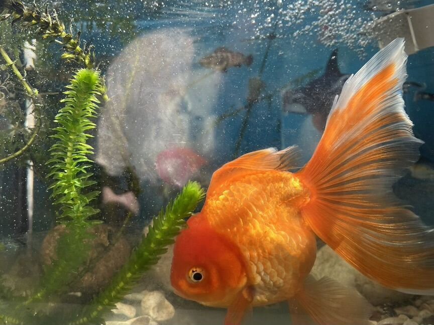Золотая рыбка с аквариумом
