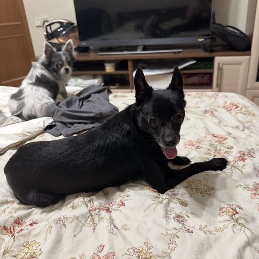 Собака в добрые руки отдам бесплатно