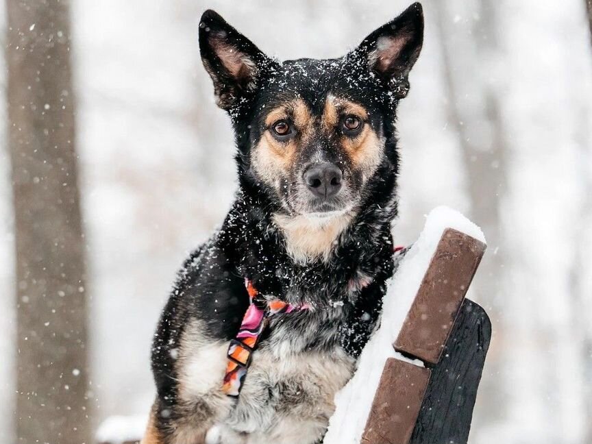 Трогательная Милли. Собака в добрые руки