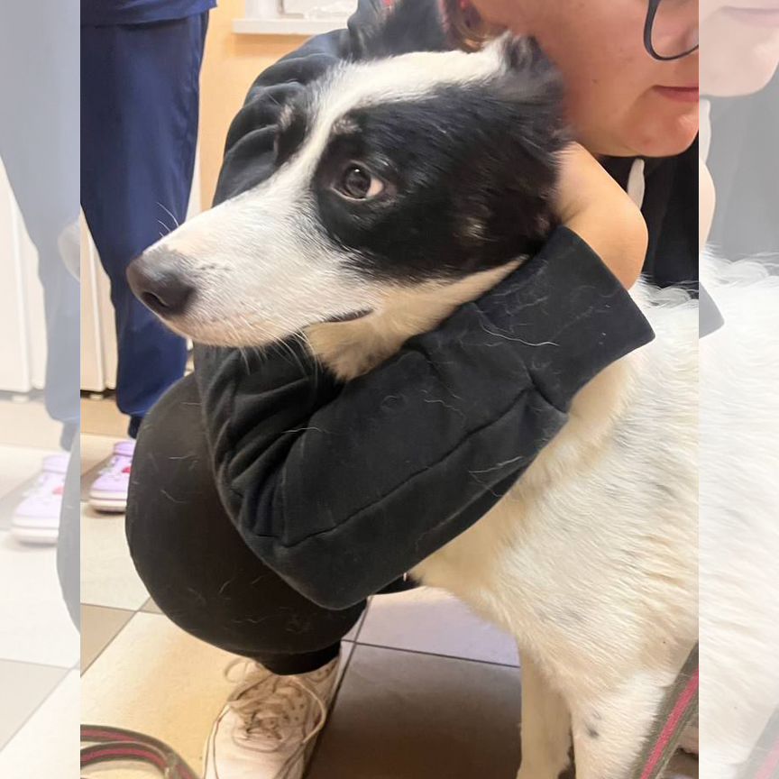 Самый добрый пёс на свете