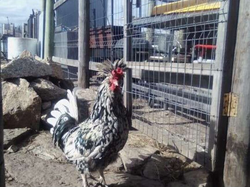 Лакеданзи и гудан