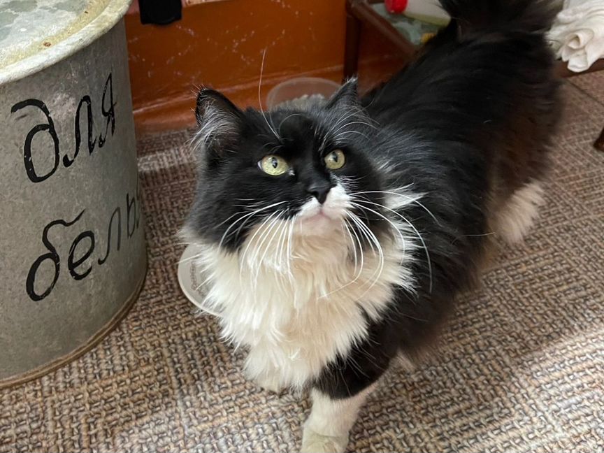 Замечательная кошечка не хочет быть бездомной