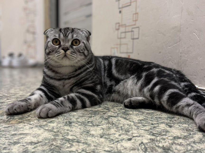 Шотландский кот вязка