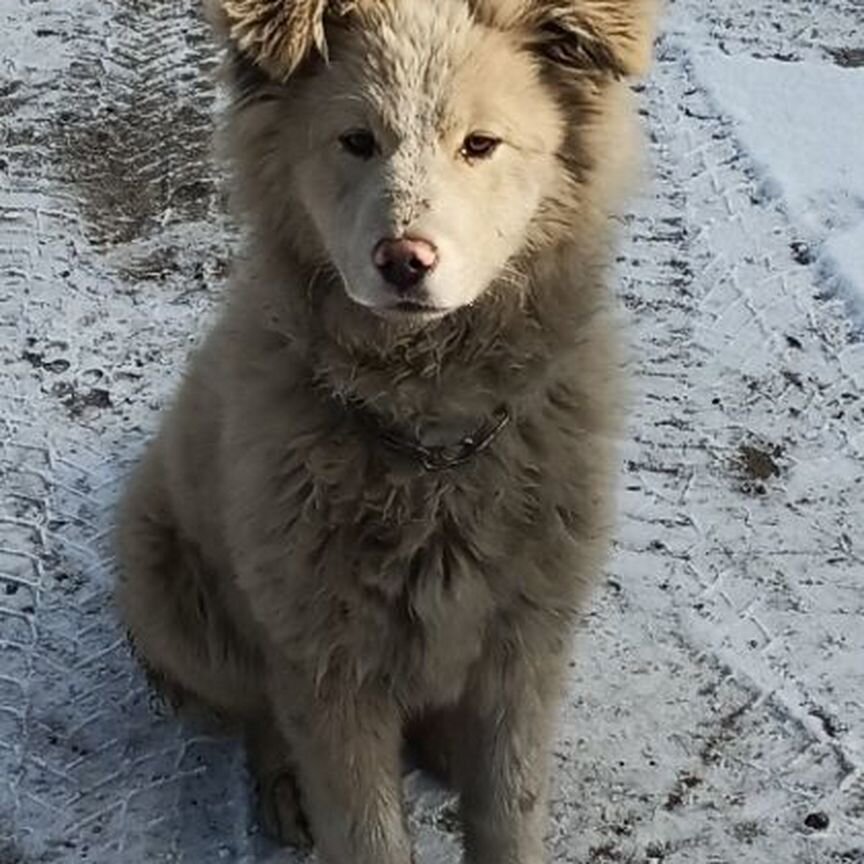 Щенок в добрые руки бесплатно Москва