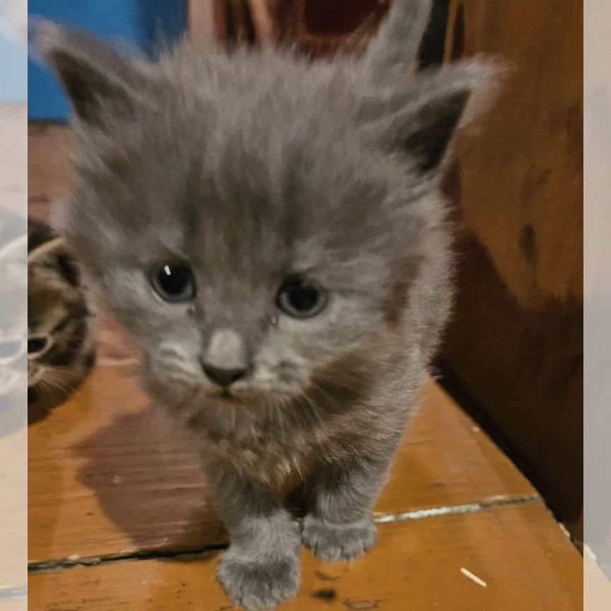 Котик 1 мес