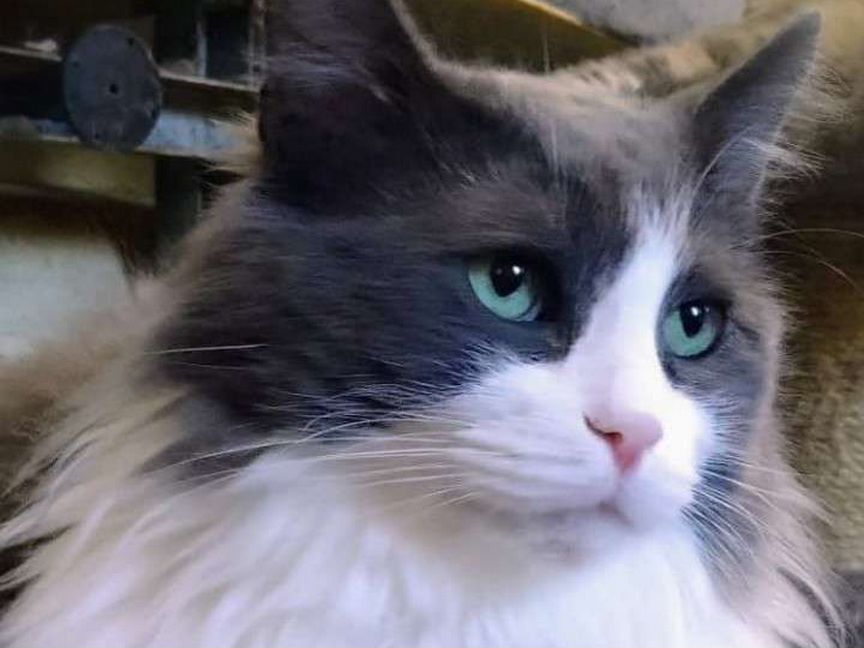 Красавец Василий, 1 год, ищет семью