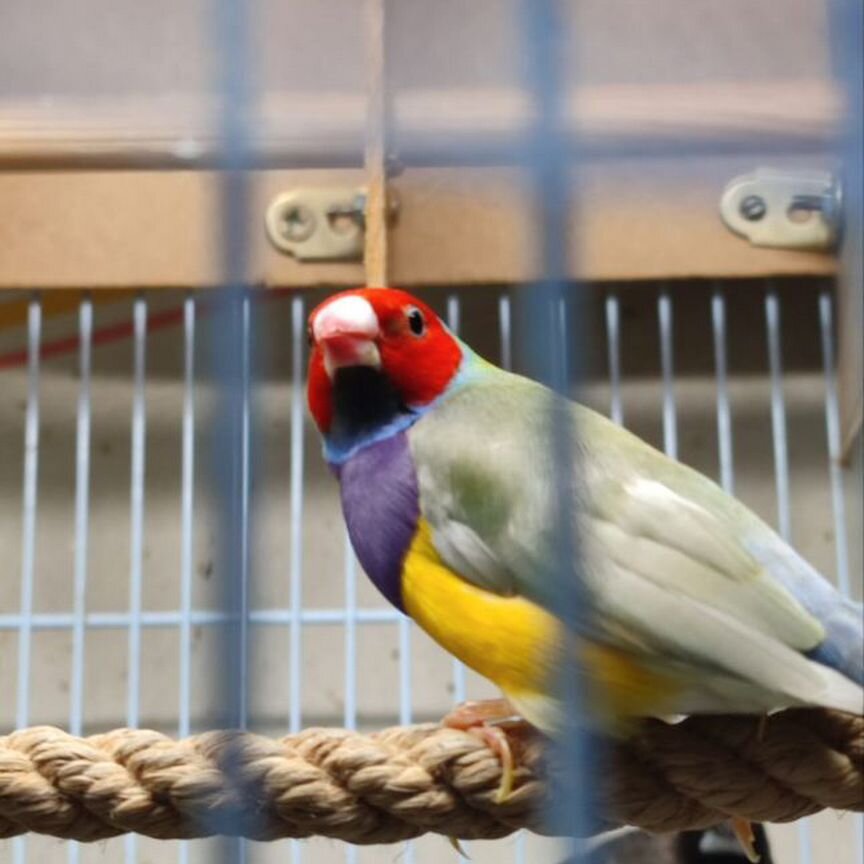 Амадина Гульда