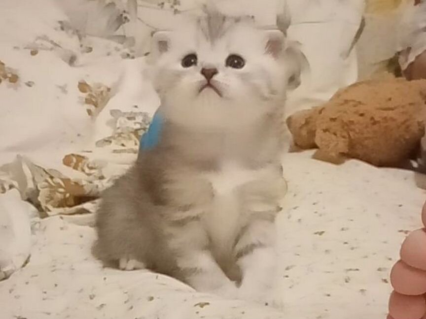 Шотландские вислоухие котята