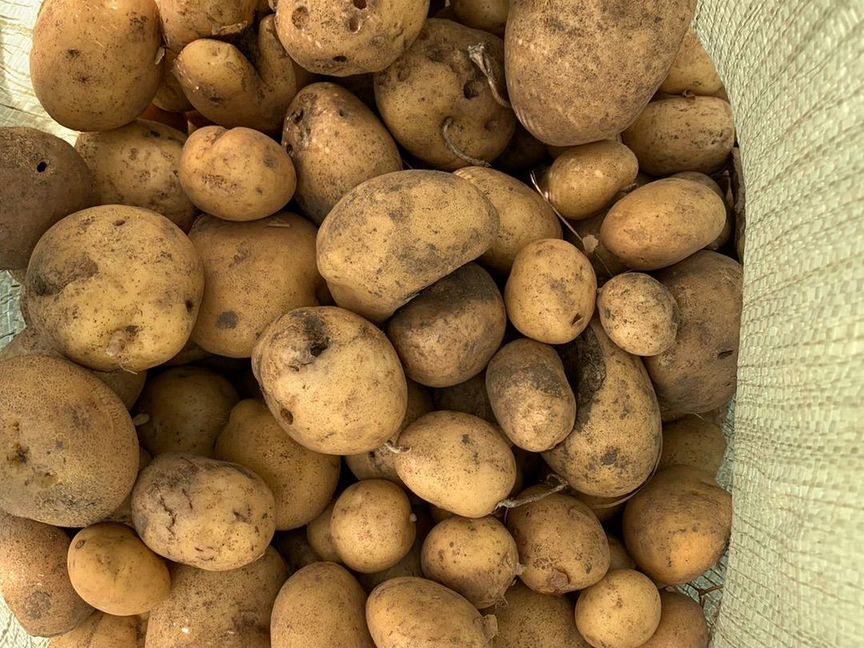 Картофель мелкий