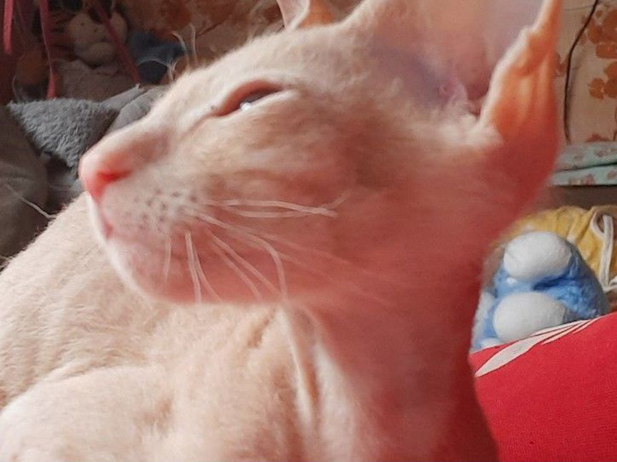 Кошка