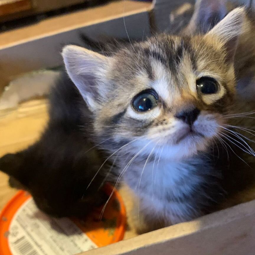 Котята(серый и черный коты) и одна кошечка