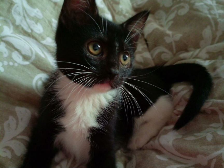 Котёнок девочка от Шотландской мамы