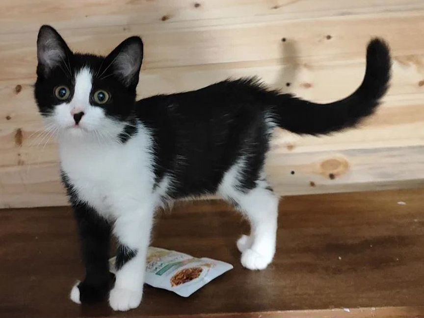 Красавица и мурлыка Бонита, 3 мес