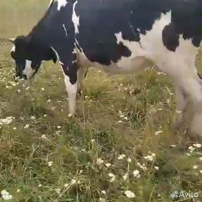 Телка голштинской породы