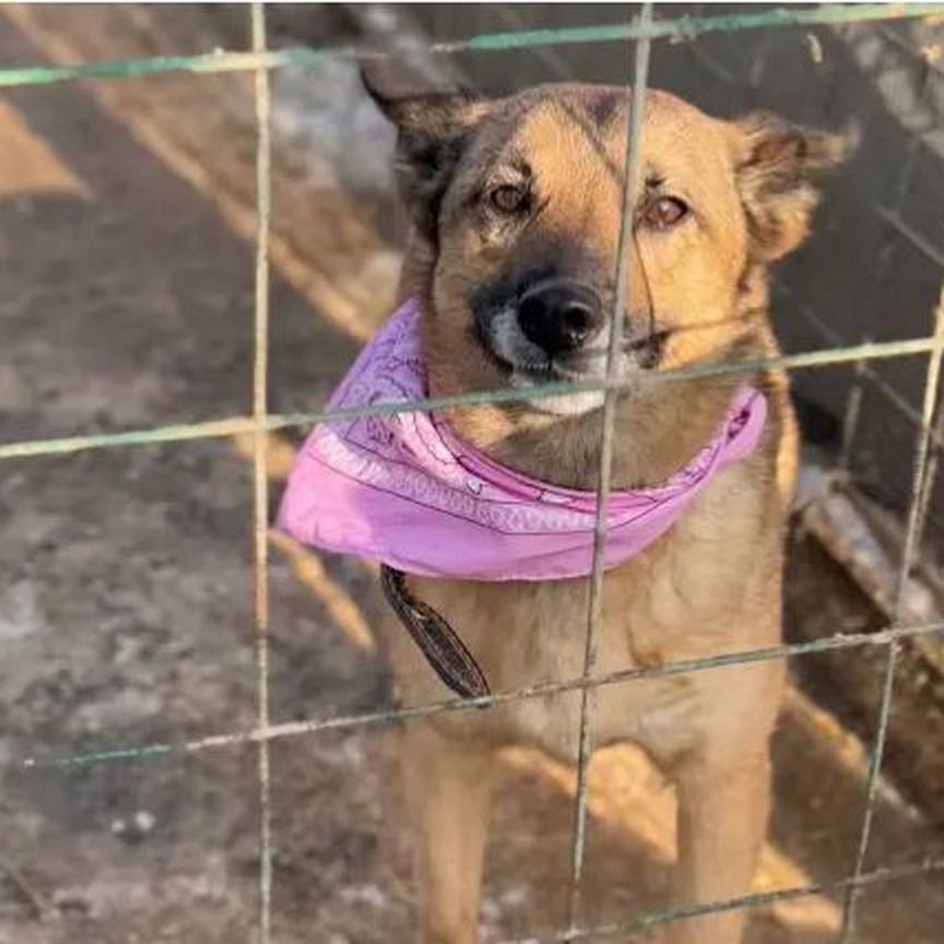 Собачка Лара в добрую семью