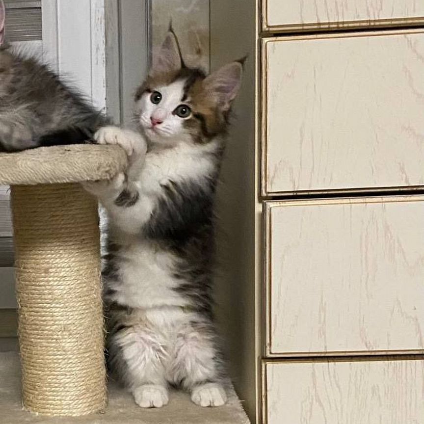 Котёнок Мейн-кун