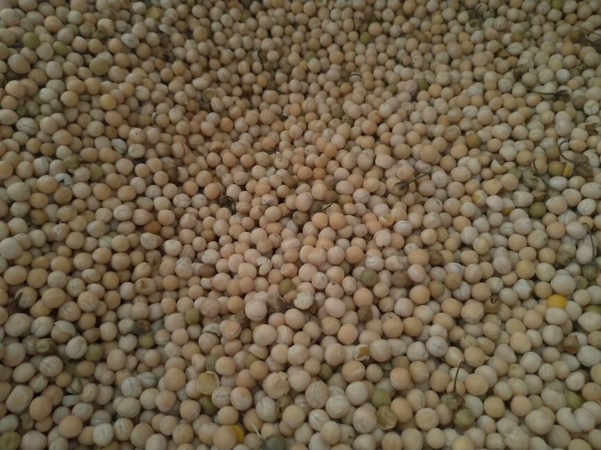 Горох фуражный