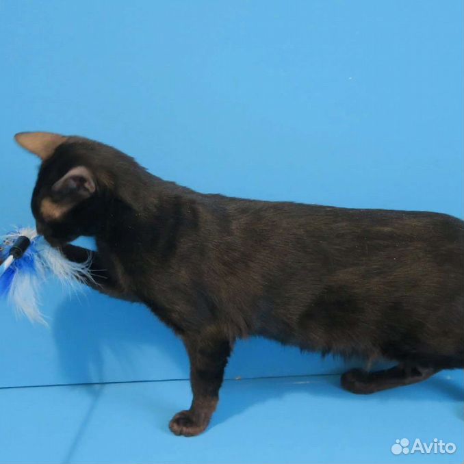 Бенгальская девочка. Чёрная пантера