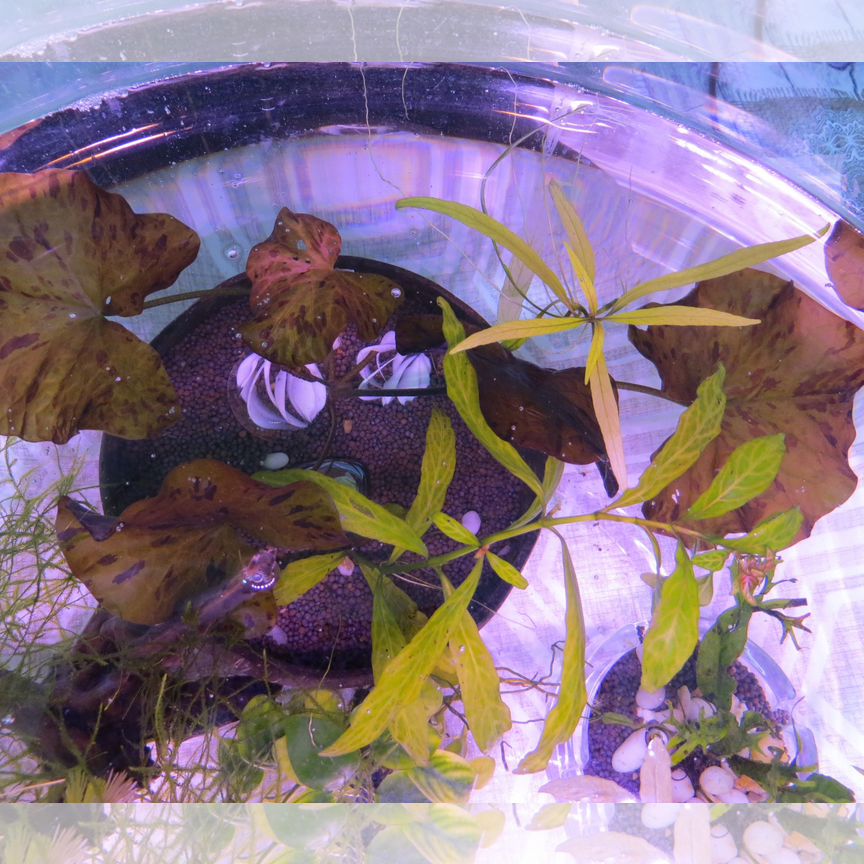 Рыбки и растения аквариумные