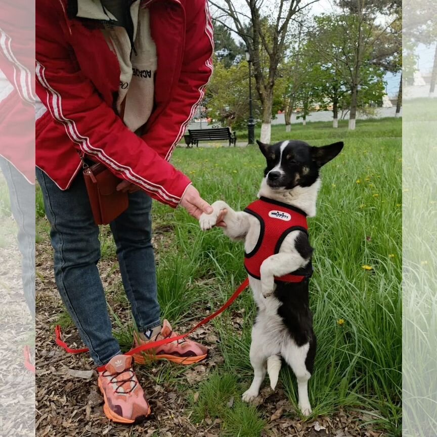 Чихуахуа, взрослая собака