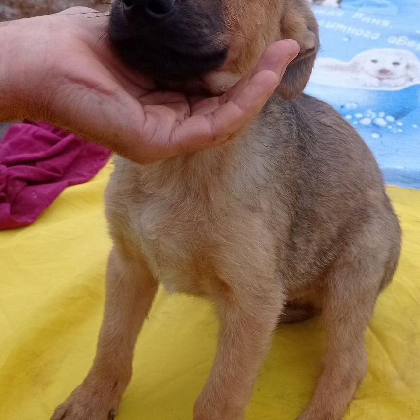 Щеночек-дружочек,2.5 мес