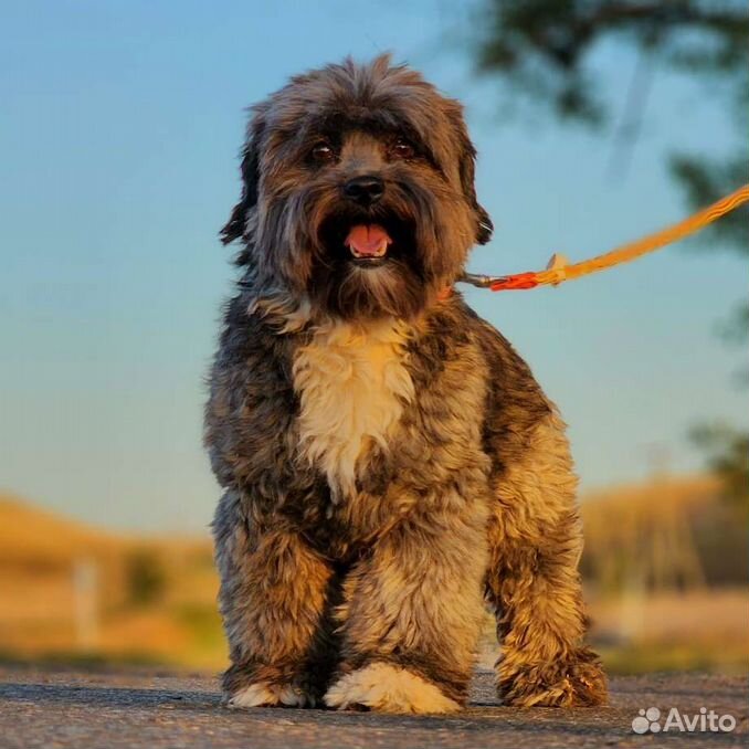 Куколка ищет добрые ручки