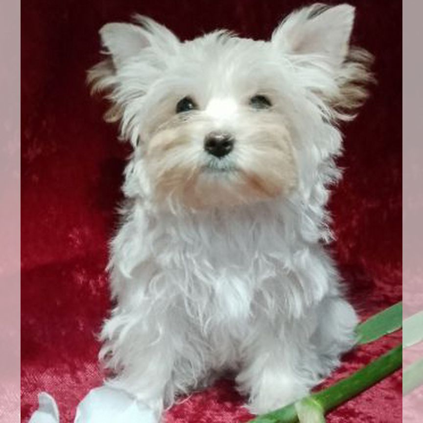 Маленькая Красотка