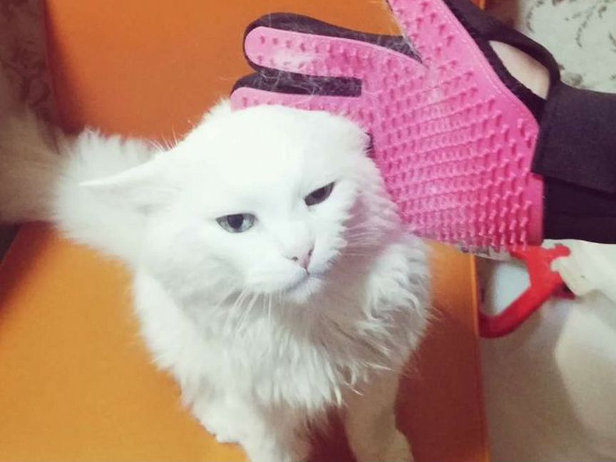 Перчатка для вычесывания шерсти