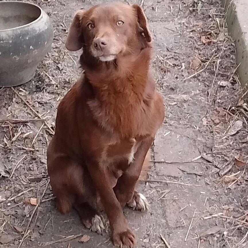 Взрослая собака в добрые руки