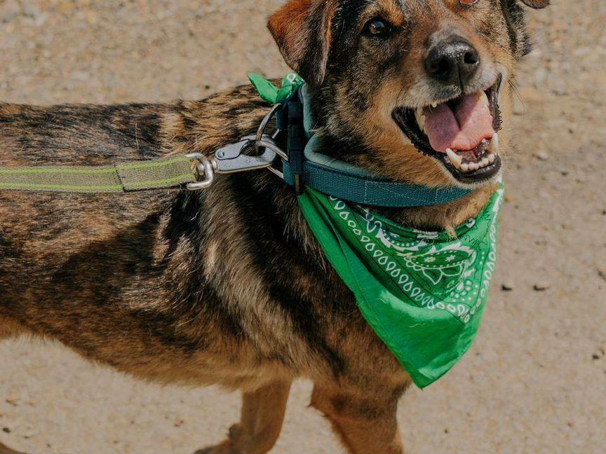 Собака-улыбака в добрые руки