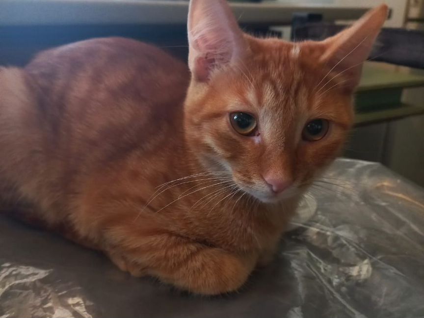 Рыжий котенок мальчик 4 месяца