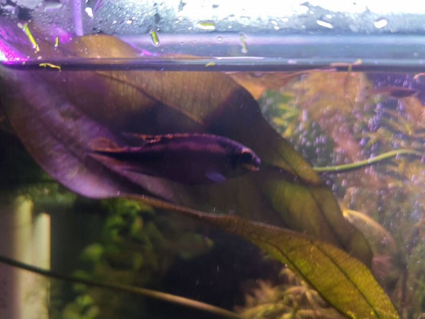 Самка пельвикахромиса