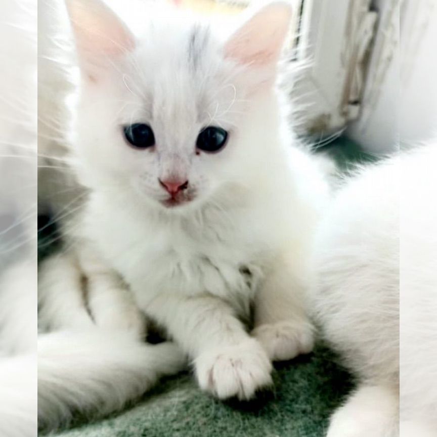Котята в добрые руки бесплатно