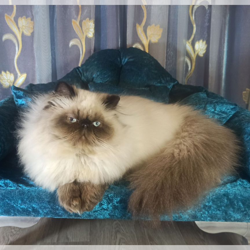Персидский брутал