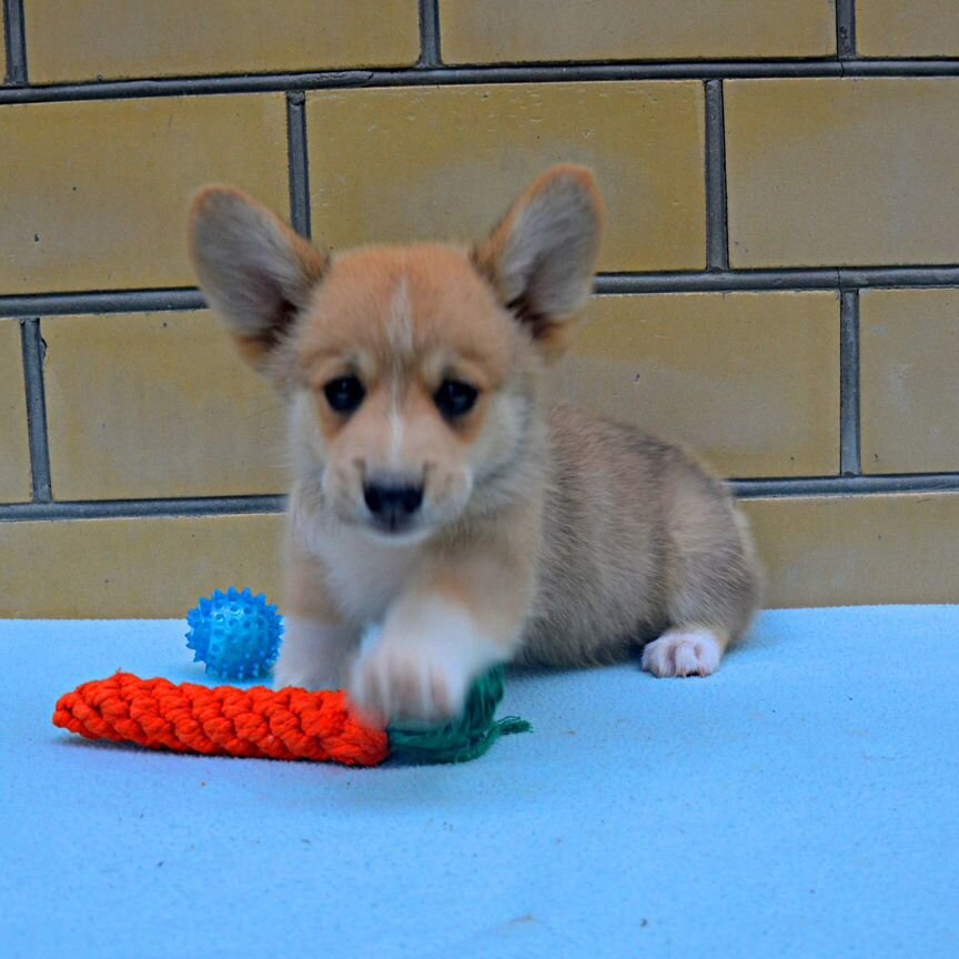 Щенки Корги