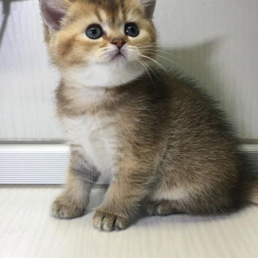 Британские котята черное золото