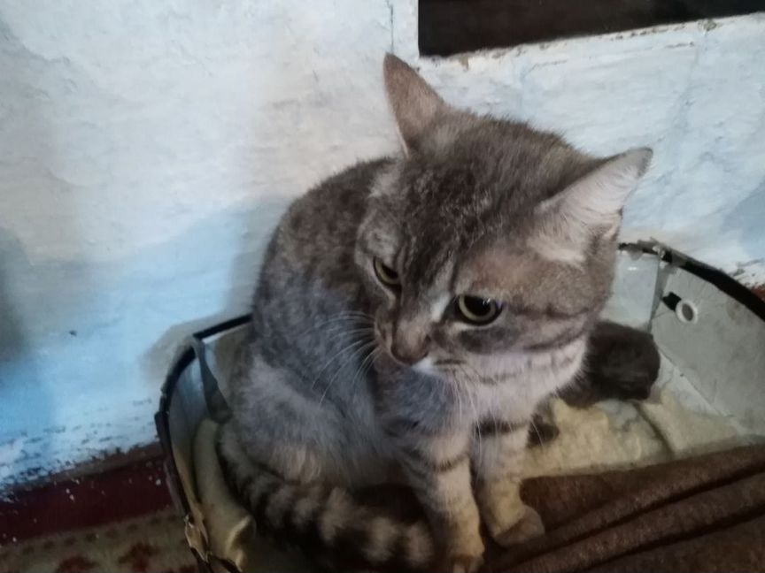 Кошечка