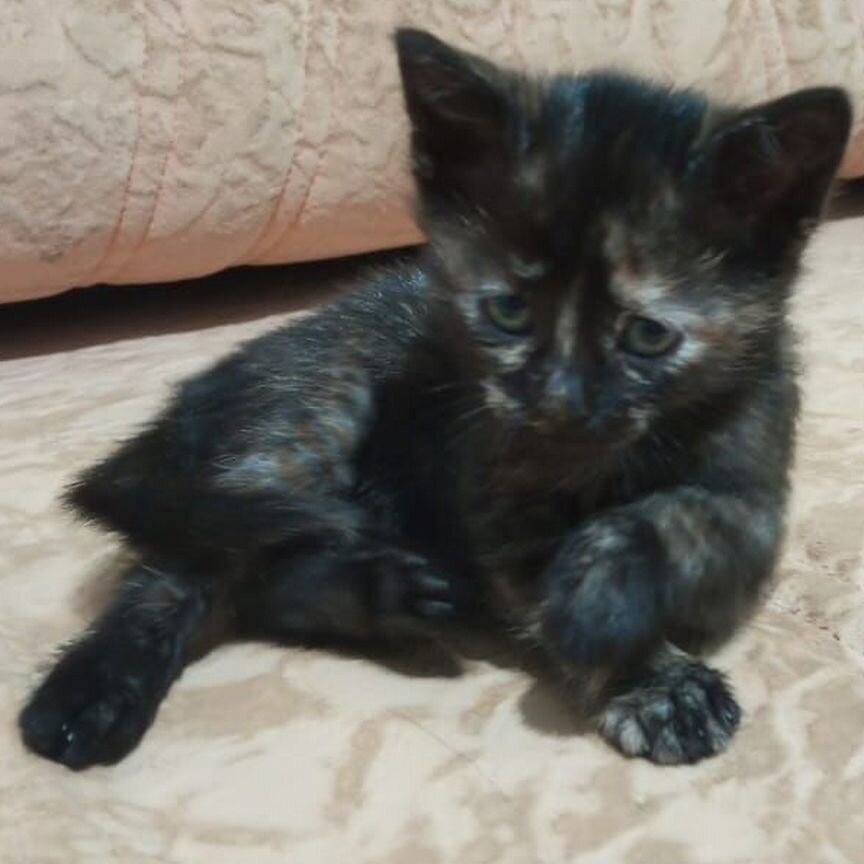 Кошечка черепашка и трех цветка в одном