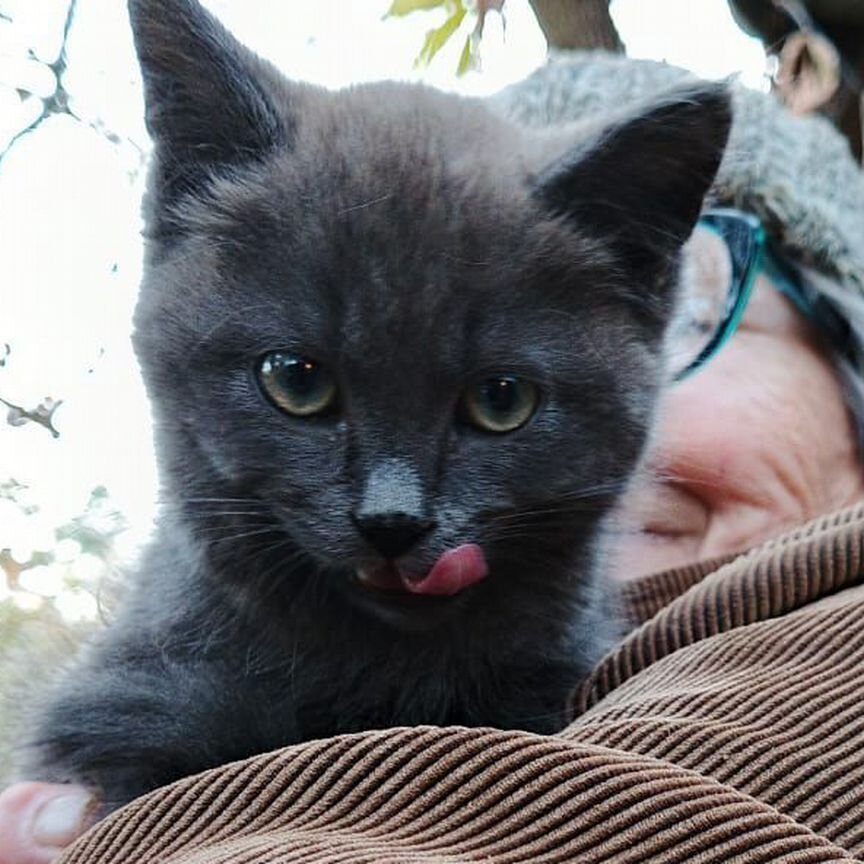 Котёнок в добрые руки