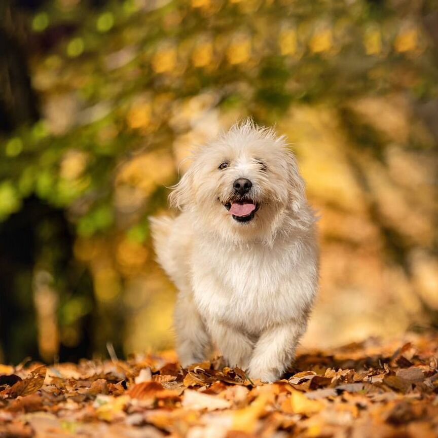Собака в добрые руки