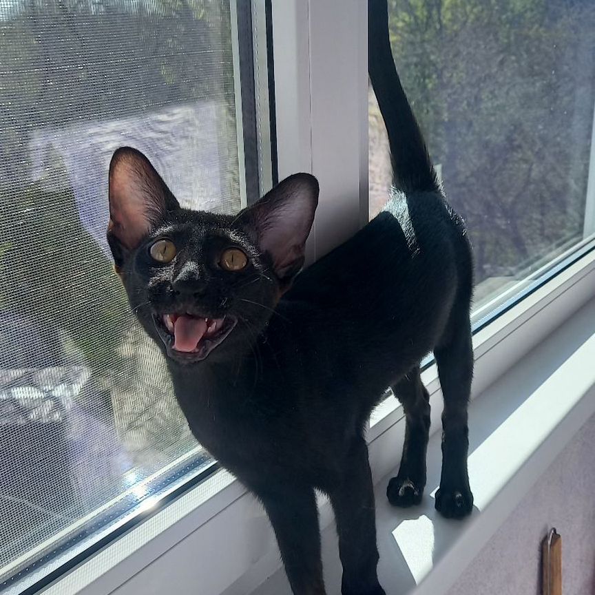 Ориентальные котята