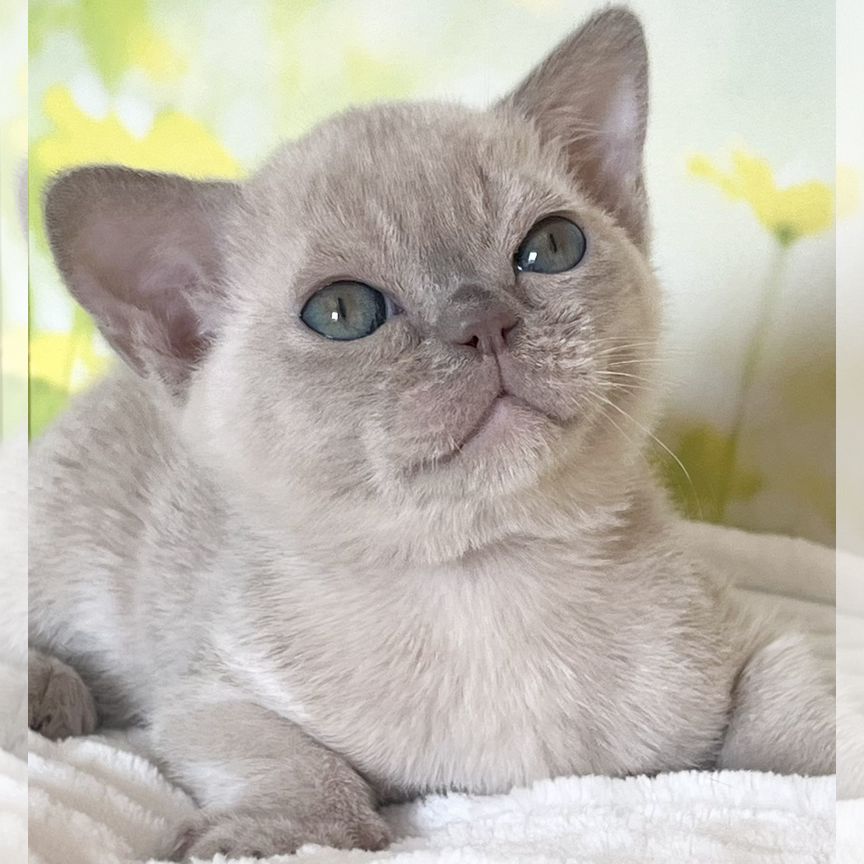 Европейский бурманский котёнок