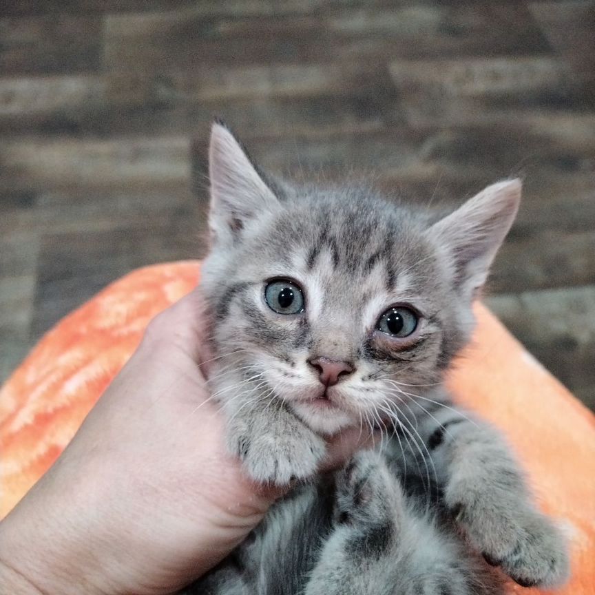 Отдам бесплатно животные котята