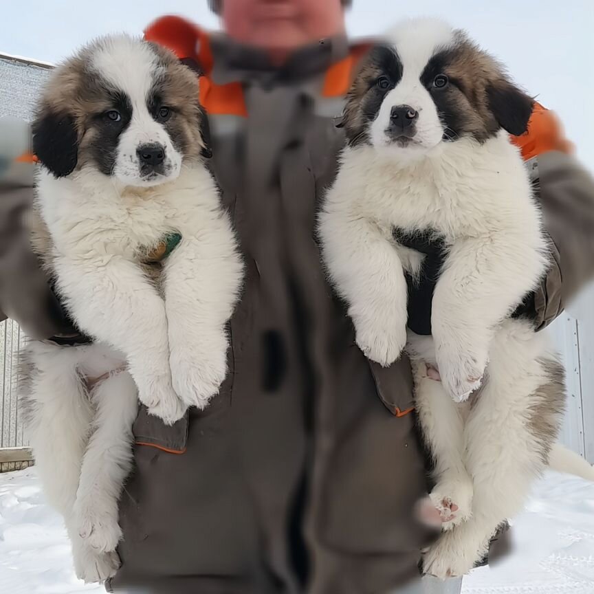 Московская сторожевая, щенок
