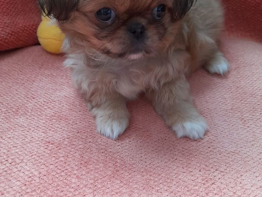 Мини девочка