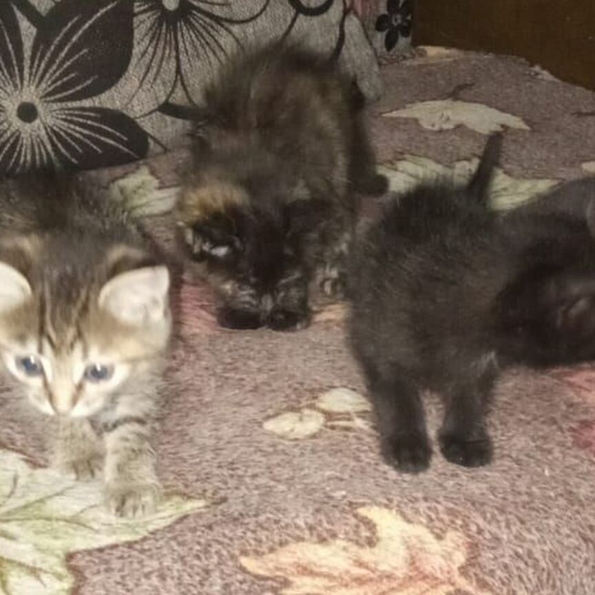 Одам бесплатно котят