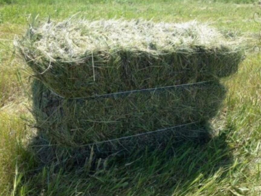 Сено люцерны в х. Потапов